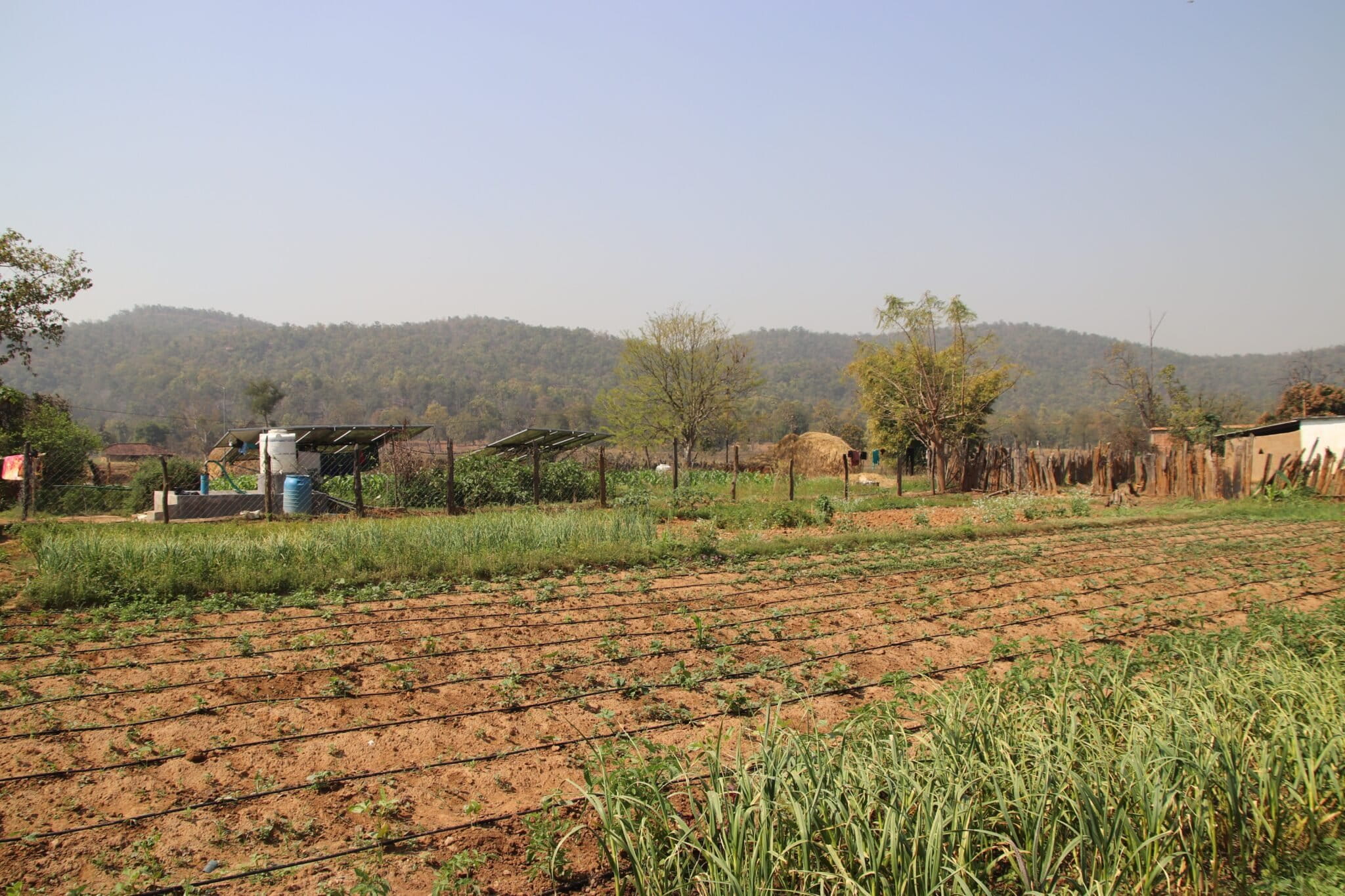 In forested villages powered by solar, kitchen gardens aid in nutrition