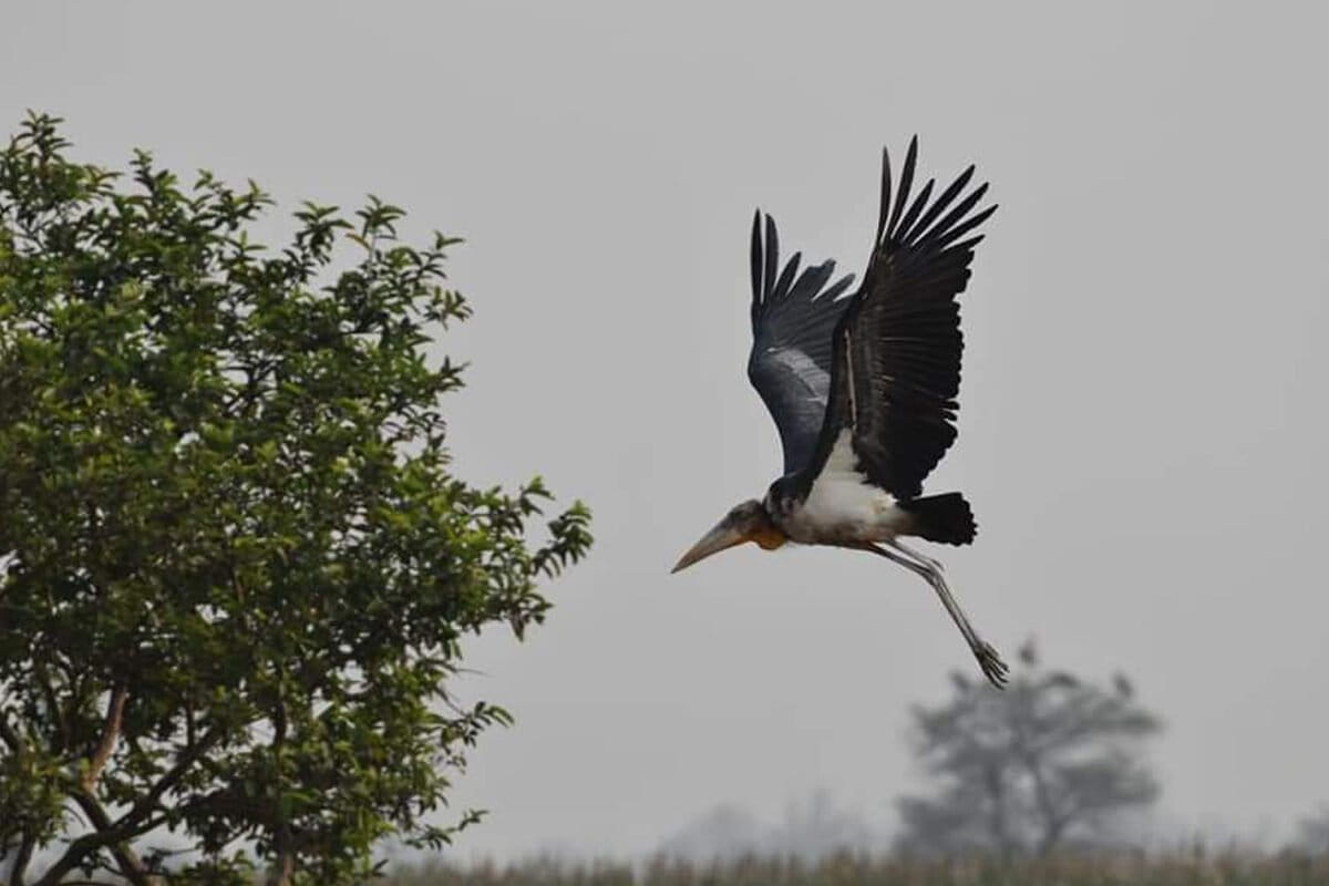 Population rise a bittersweet win for greater adjutant storks, as ...