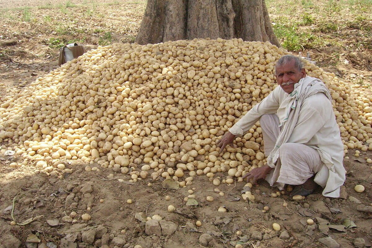 Inca Potato Cultivation