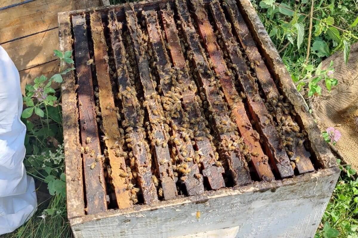 Beekeeping thrives in Kashmir amid bi-annual migration to warmer places