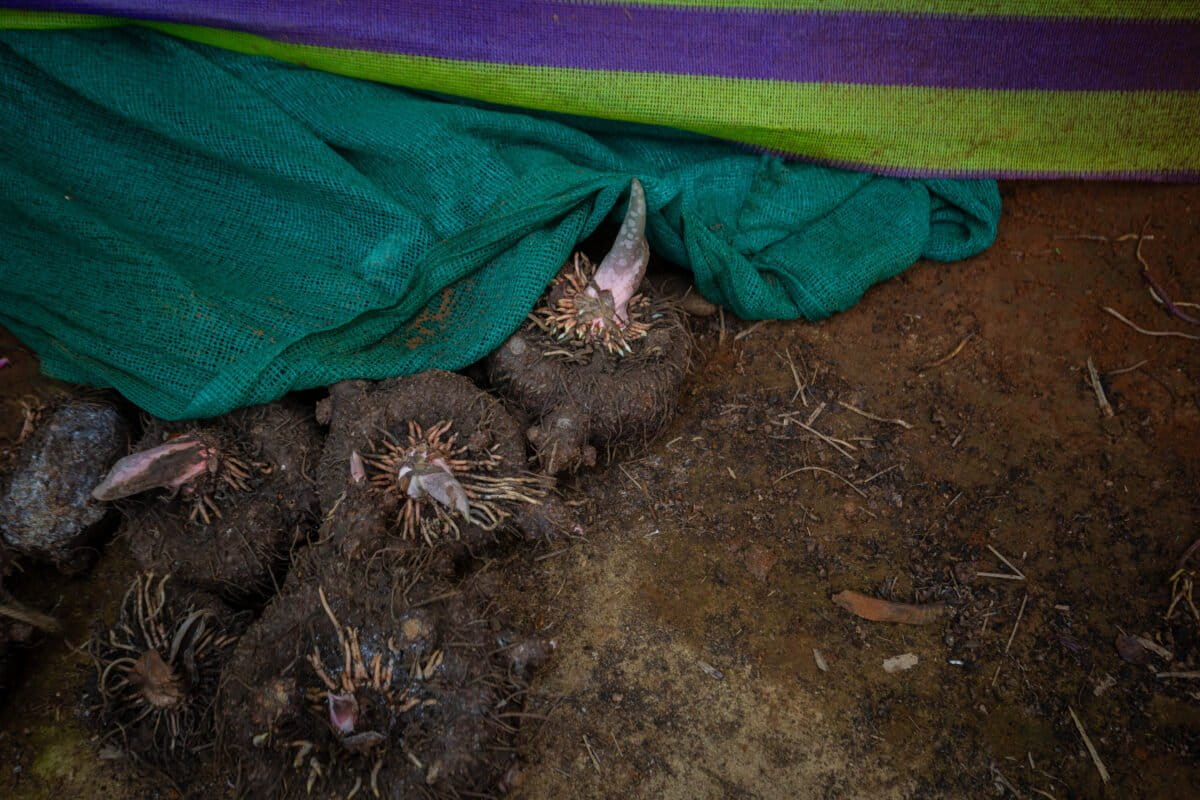 Agricultural calendar helps farmers weather climate variabilities