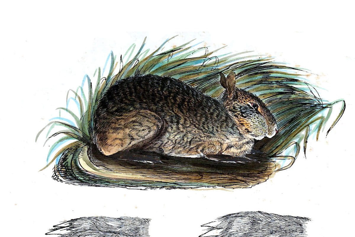 Conservation news on Wildlife