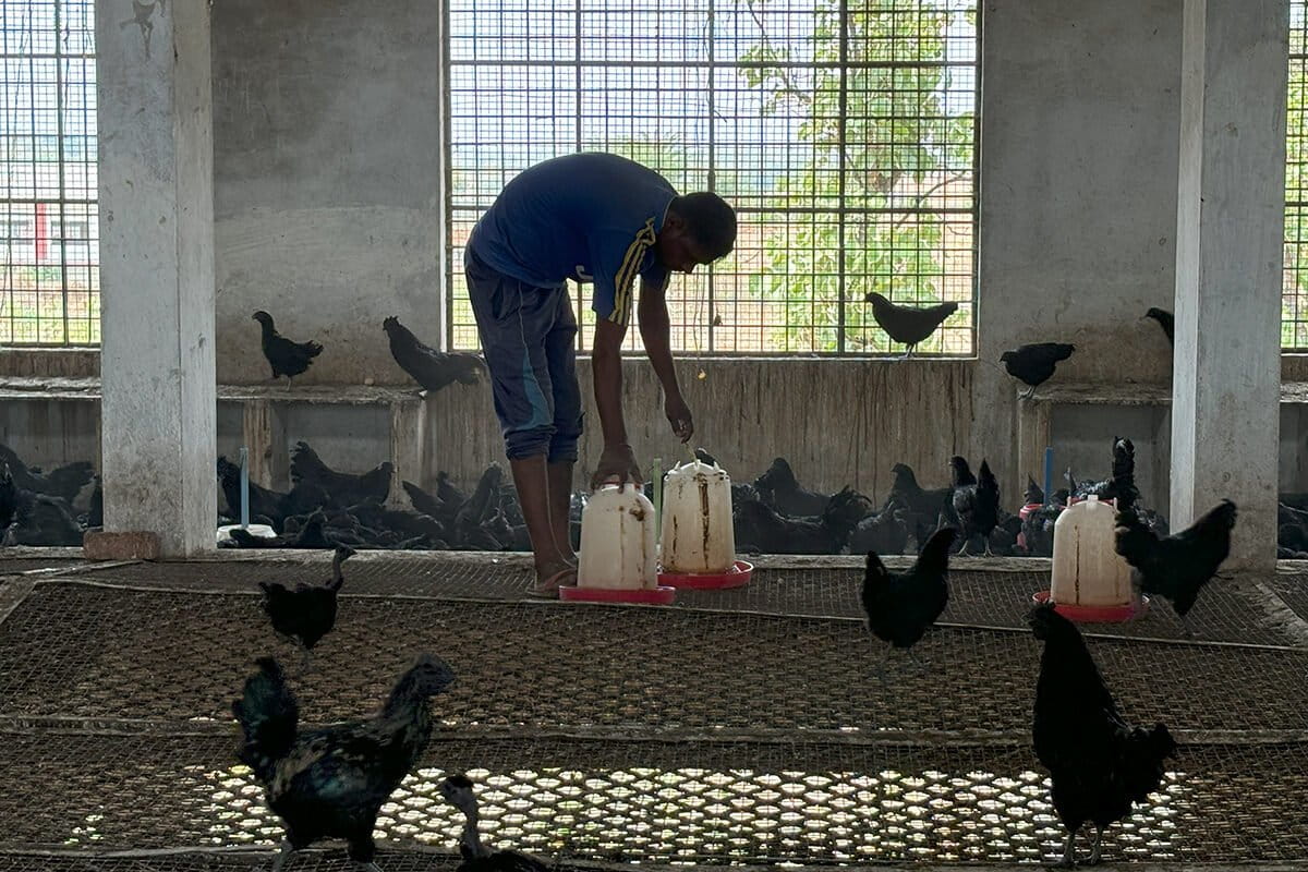 A fowl that travelled from forests to farms