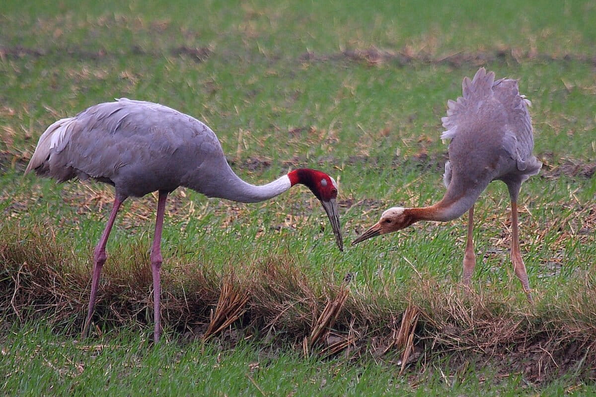 About Mongabay India