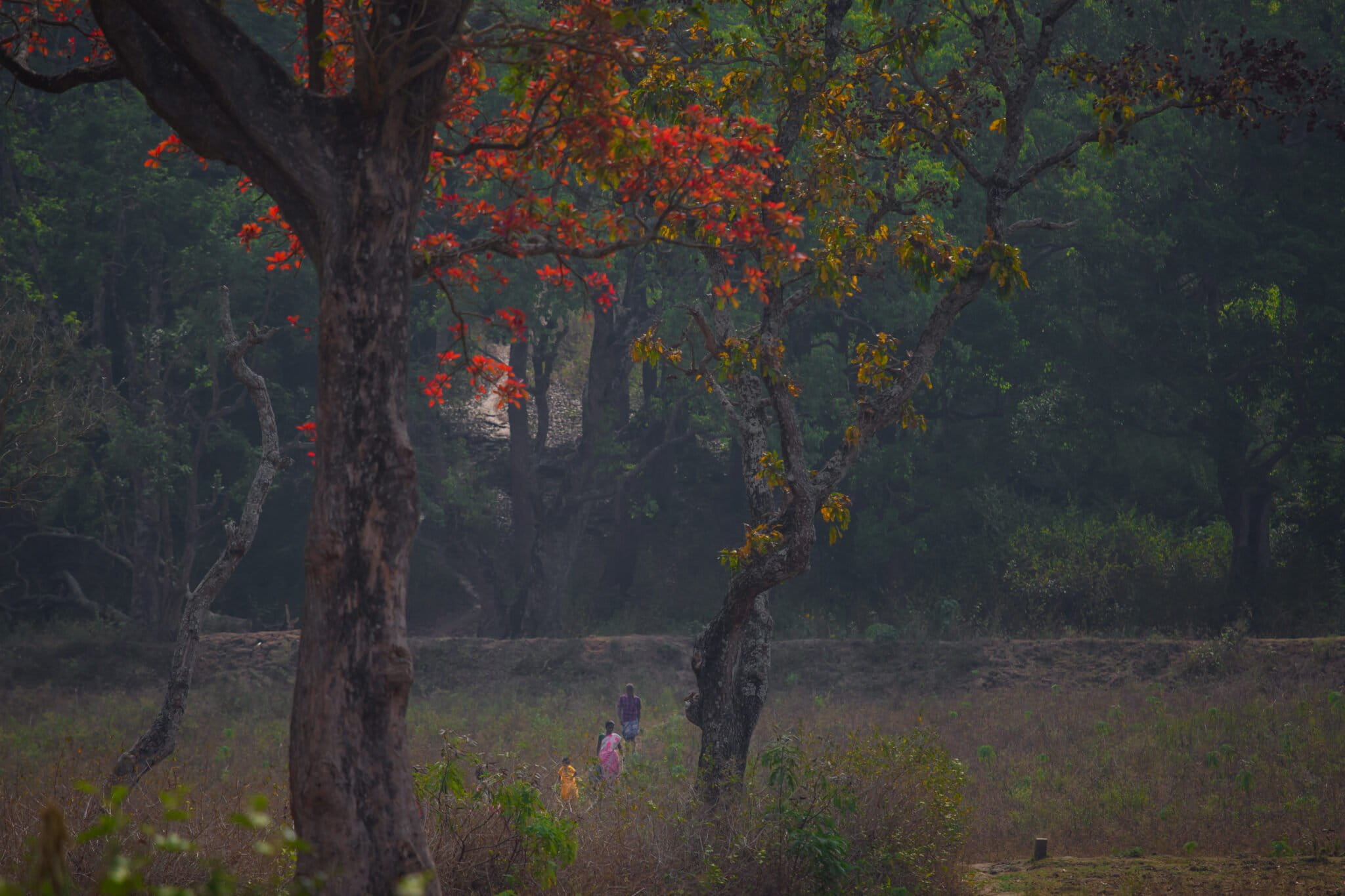 Mongabay-India - India's environmental science and conservation news