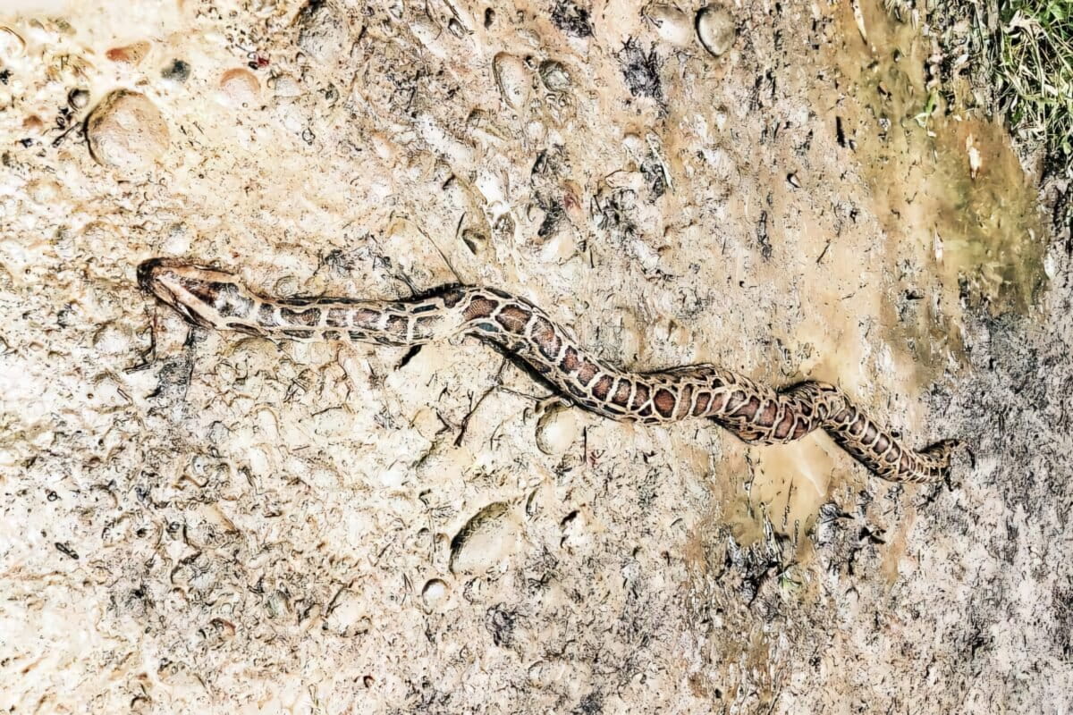 Misinformation about Russell’s viper stokes incidents of snake killing ...