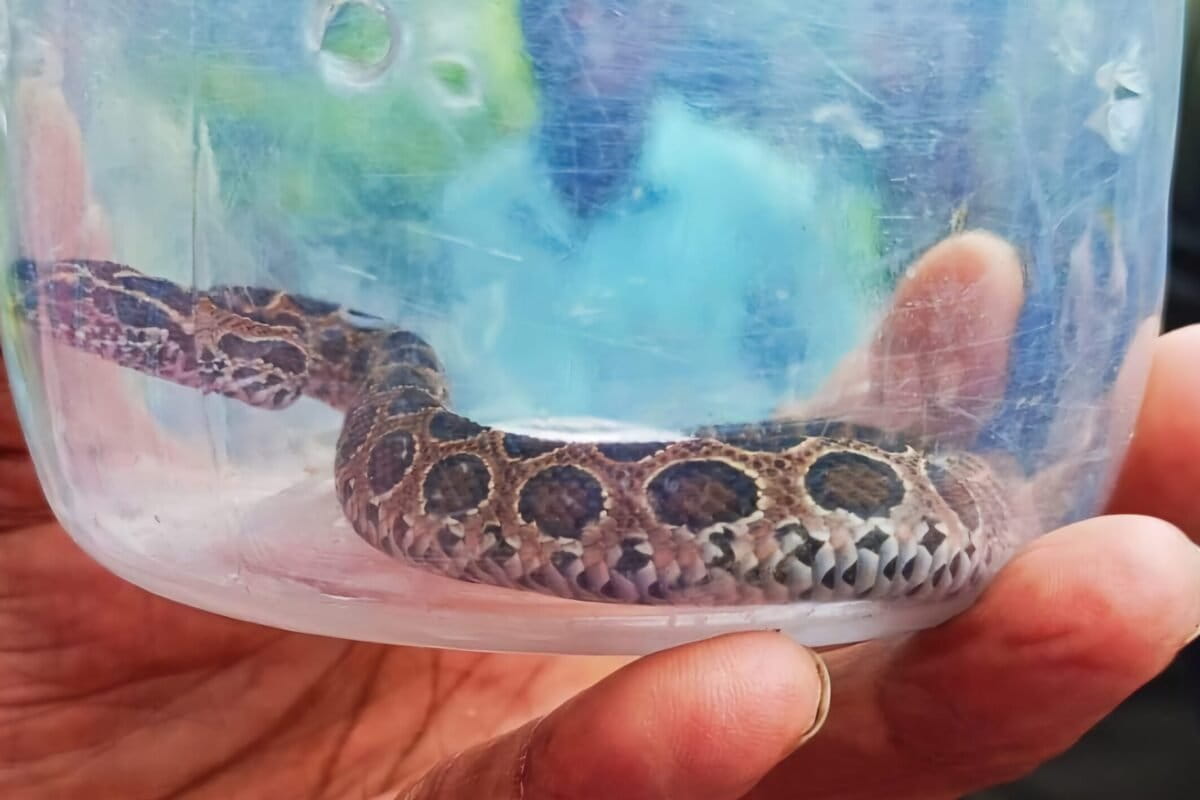 Misinformation about Russell’s viper stokes incidents of snake killing ...