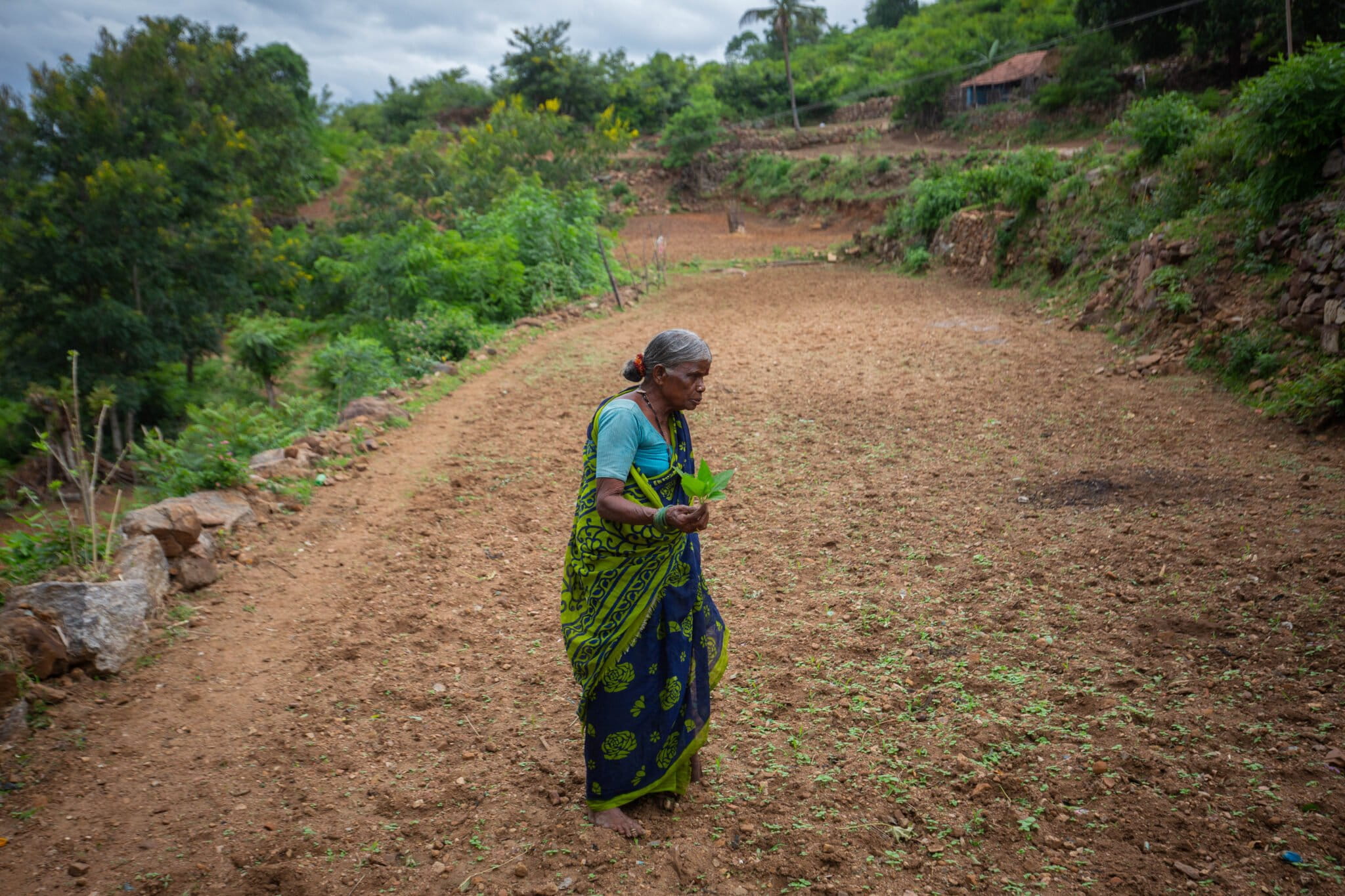 Looking for nutritional gold in wild greens