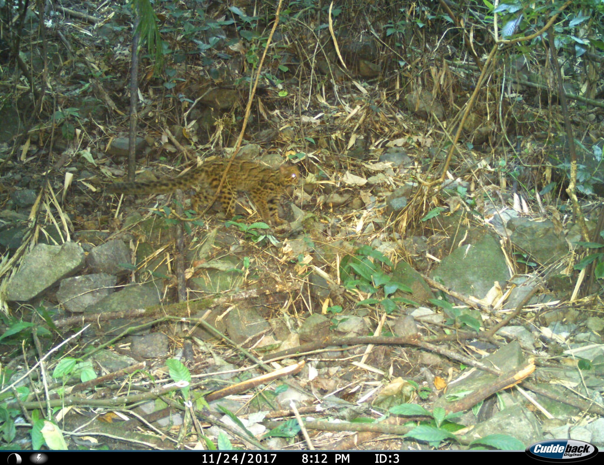 Capturing the secret lives of small cats