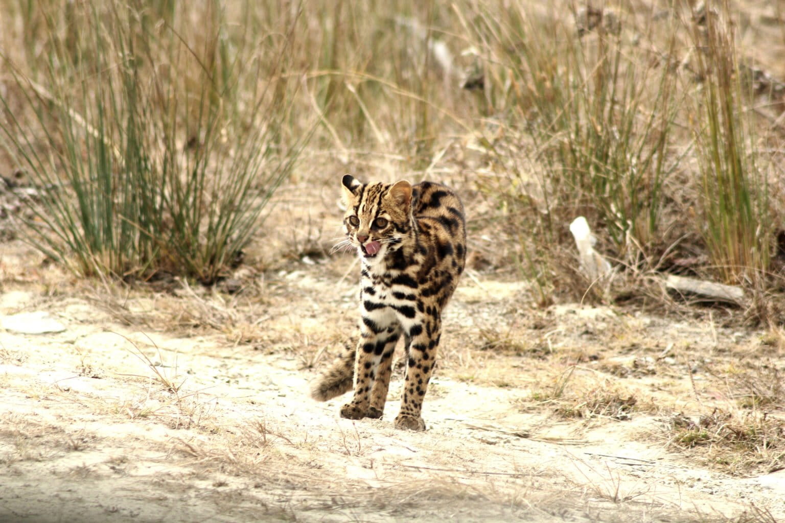 Cat calls and pugmarks: Two researchers navigate the quiet world of ...