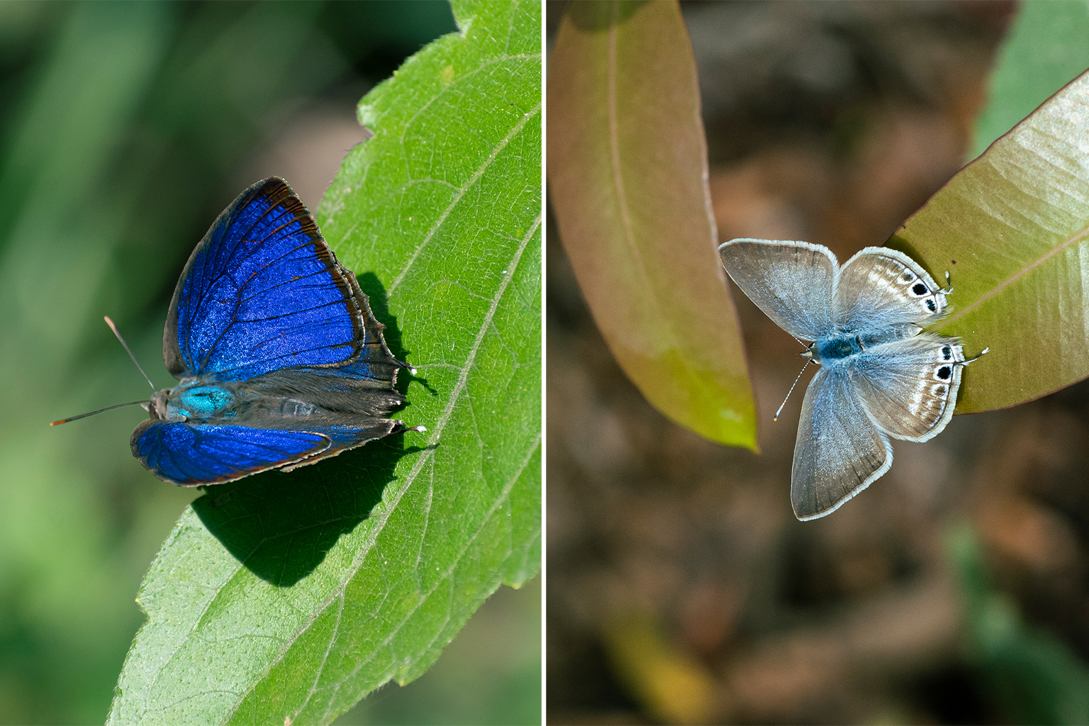 Saving South Asia’s butterflies from the threat of extinction