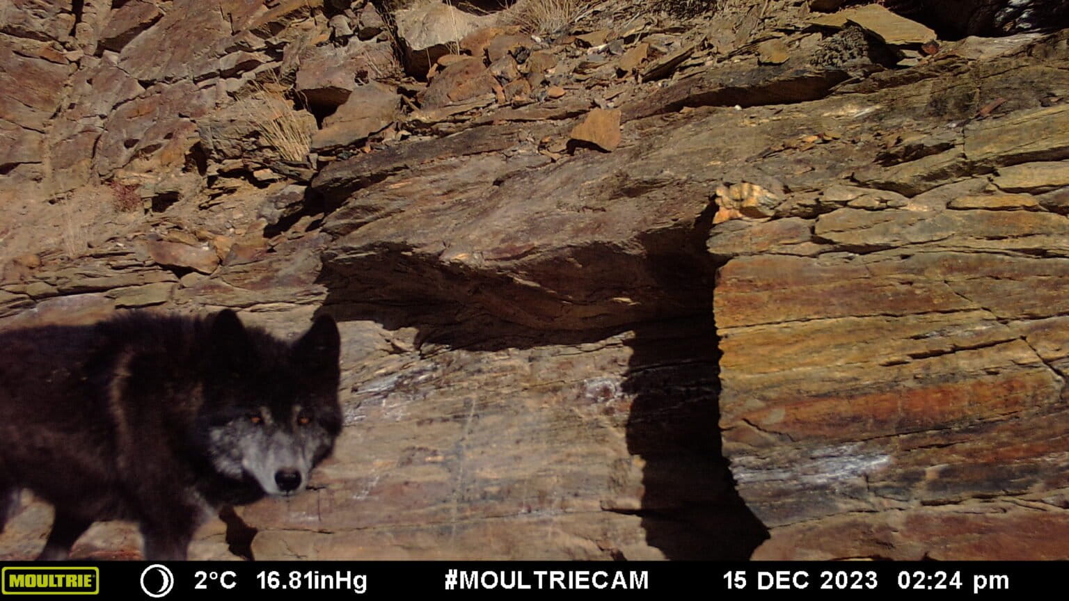 [Commentary] Why black wolves matter