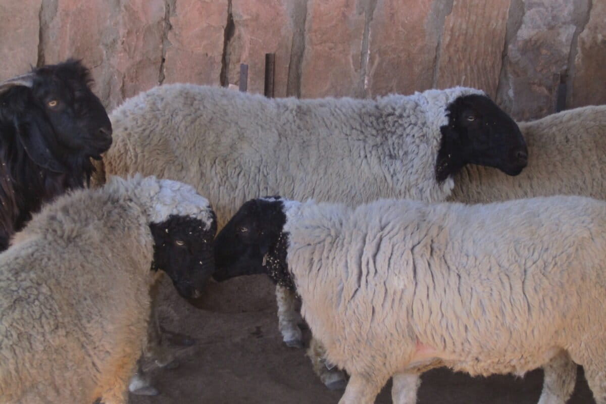 Indigenous livestock breeds have evolved to brave harsh climates