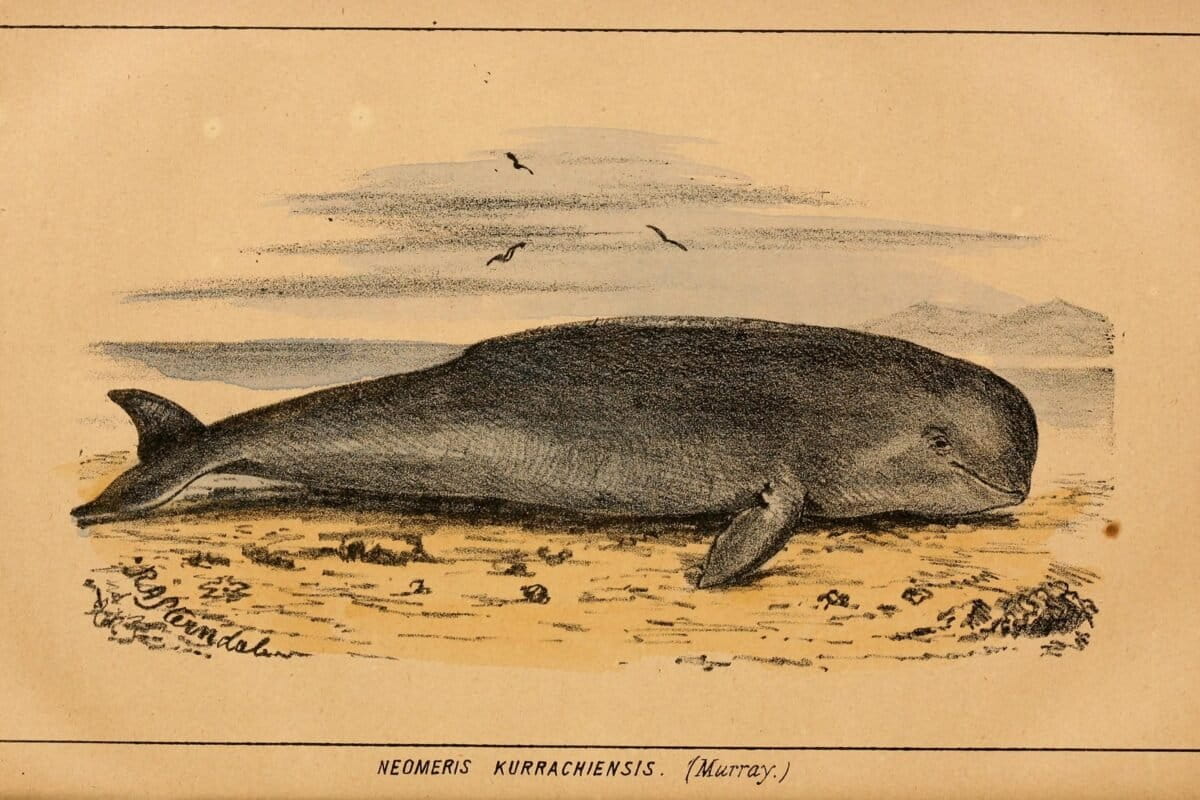 [Commentary] Rooted in art and science, "natural history" carries a ...