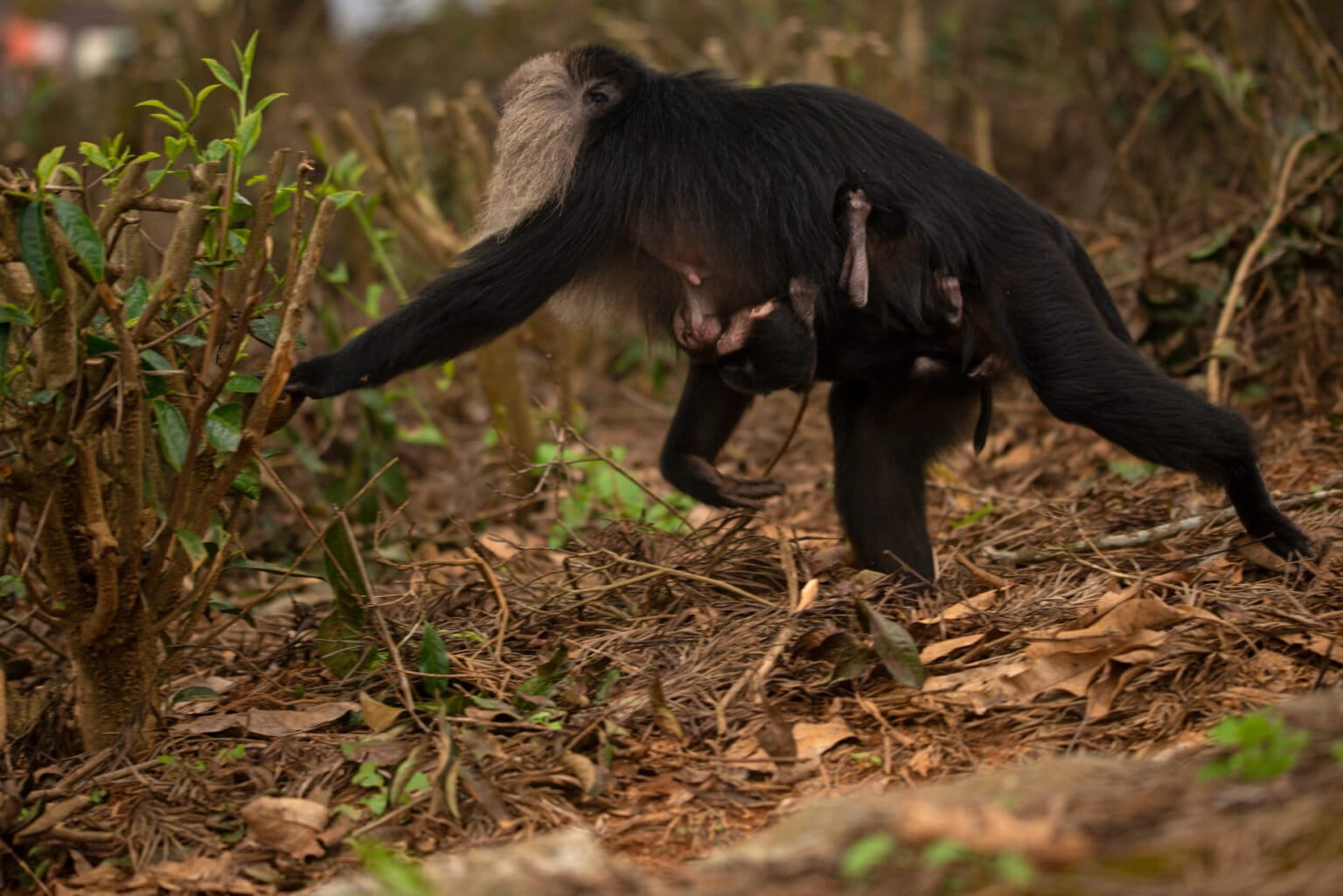 Lion-tailed macaques navigate twin hurdles