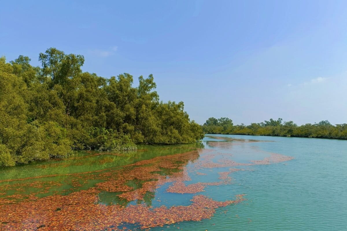 Tracking an elusive turtle with genetic clues from nature