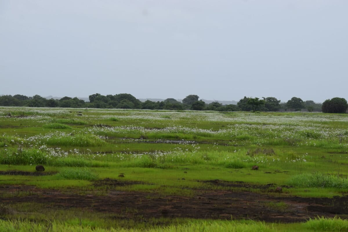 Farms, fields threaten frogs in lateritic plateaus – Green Reporter