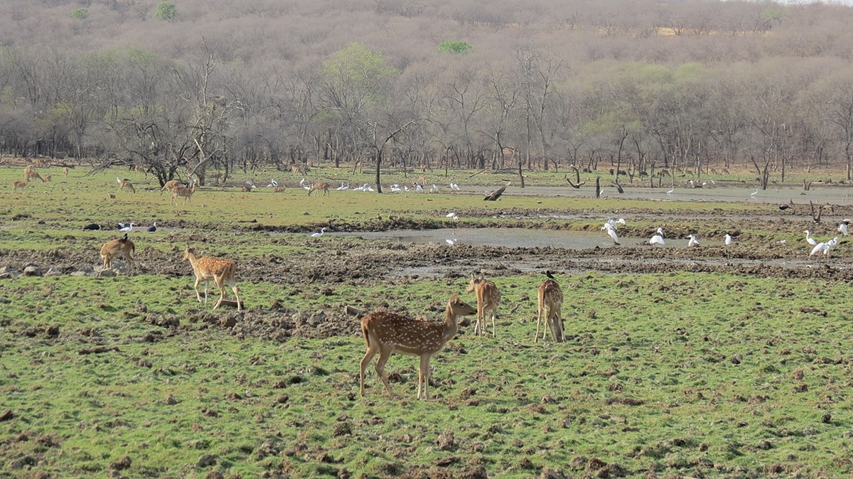 Forest Survey reveals India’s shift towards plantations, a threat to ...