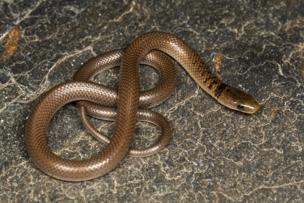 Meet DiCaprio's Himalayan serpent