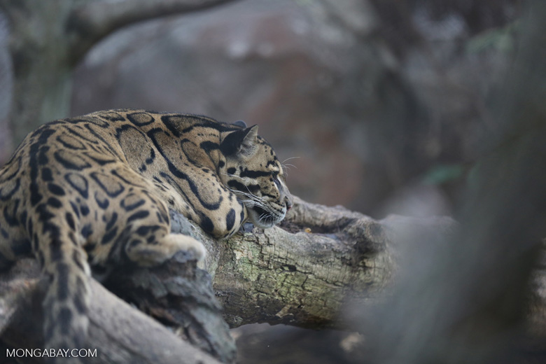 New study proposes roadmap to conserve the clouded leopard A roadmap ...