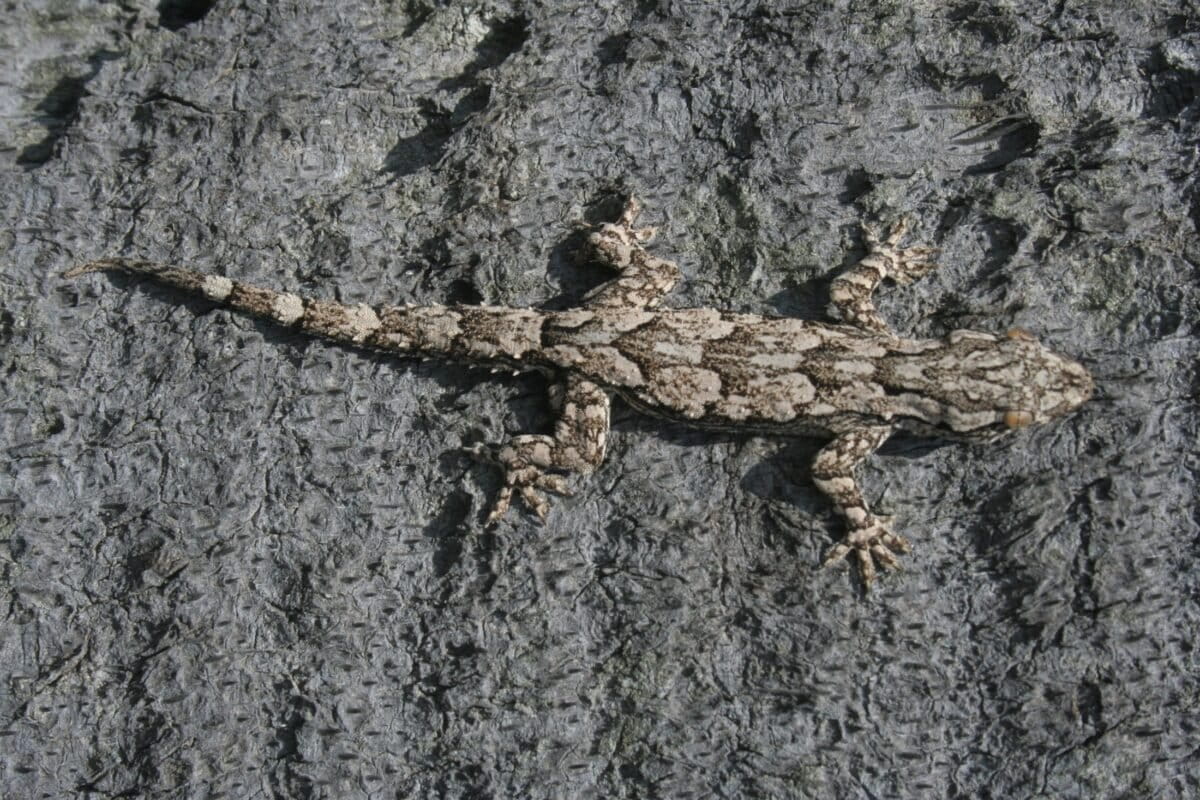 [Commentary] The indomitable and highly resilient geckos