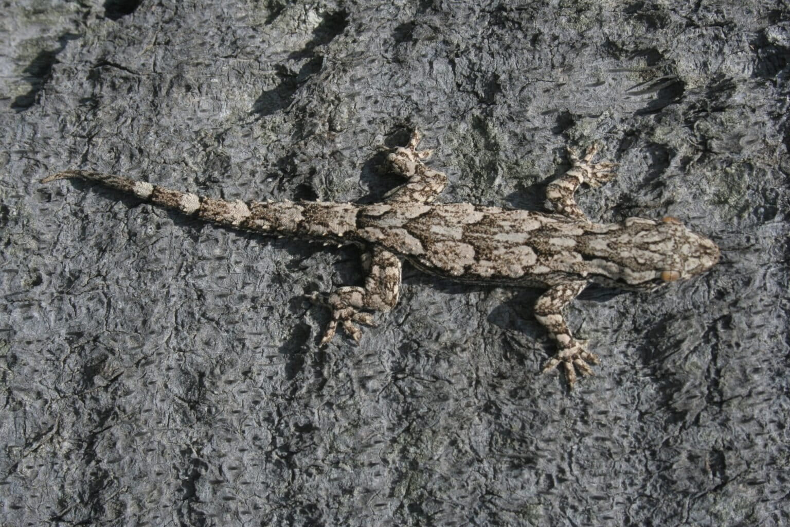 [Commentary] The indomitable and highly resilient geckos