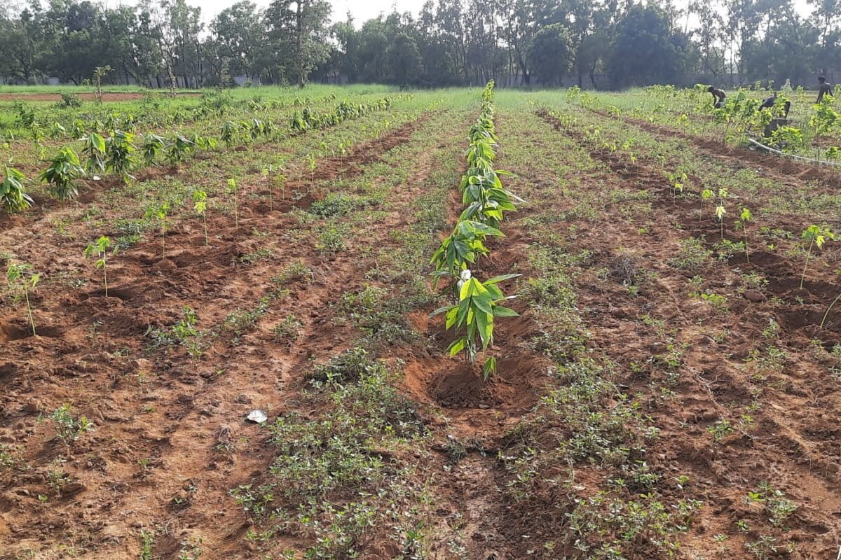 The Semialata plant is a game changer for lac farming in Jharkhand amid ...