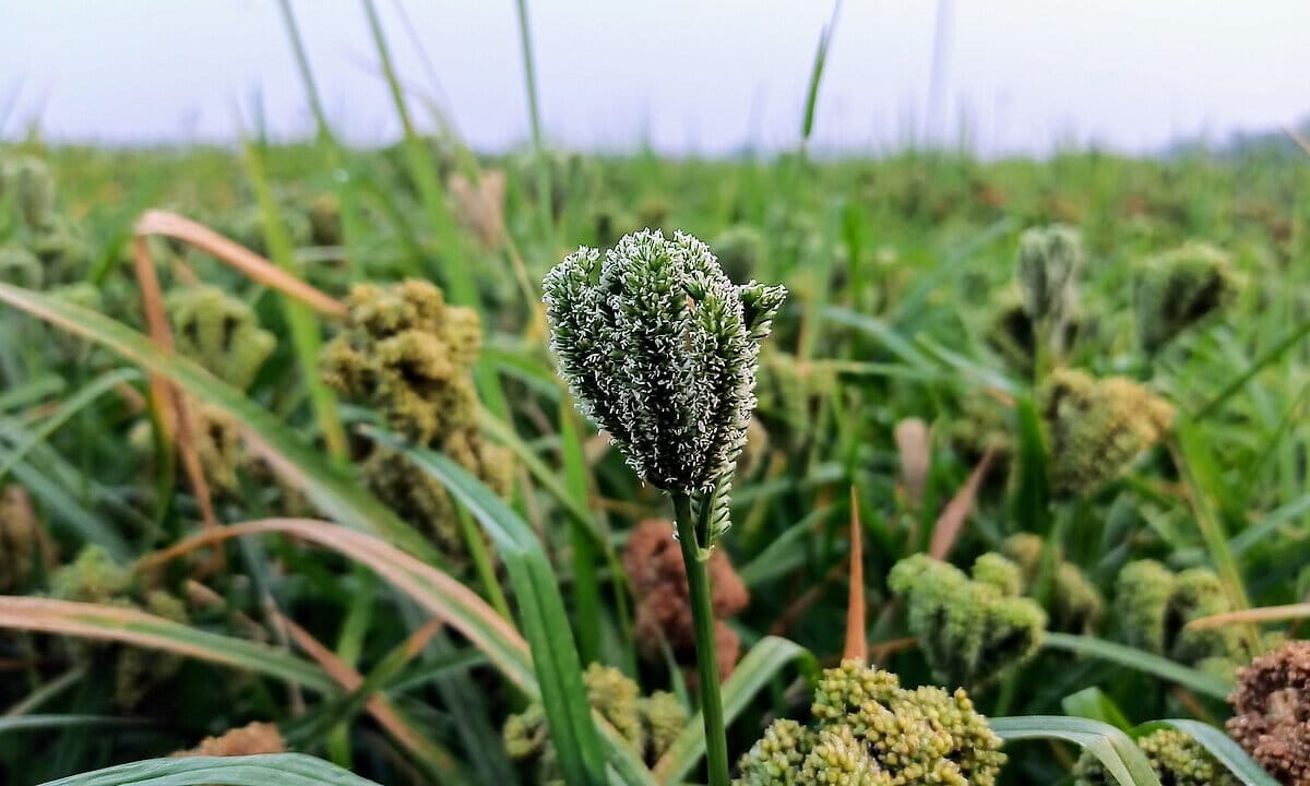 Climate literacy could help millet farmers adapt to impacts