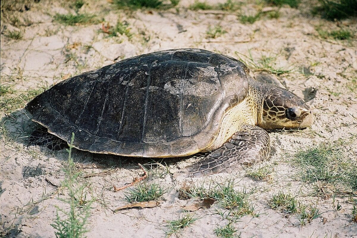Local participation key in solving turtle nesting riddle