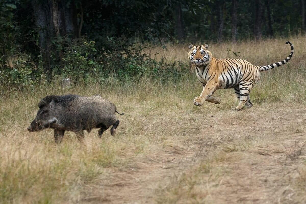 The rise, fall, and return of India’s tigers