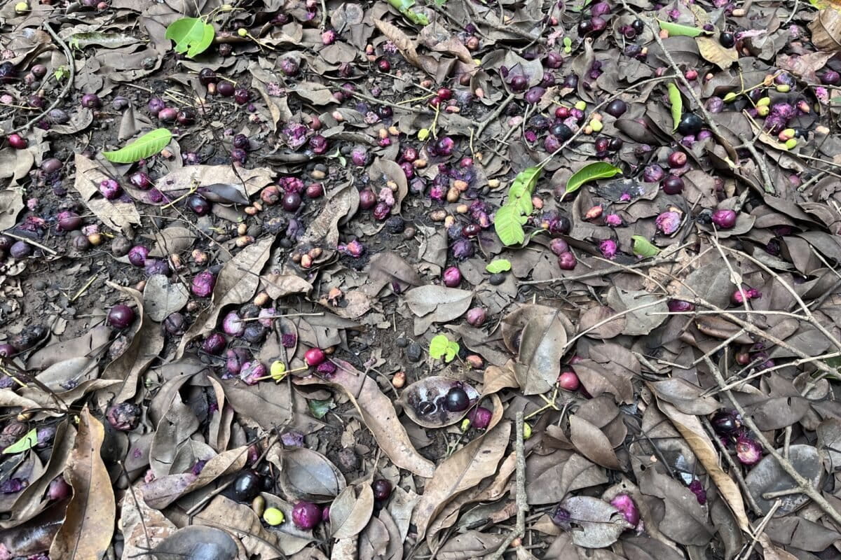 How shifting weather patterns threaten a sweet legacy