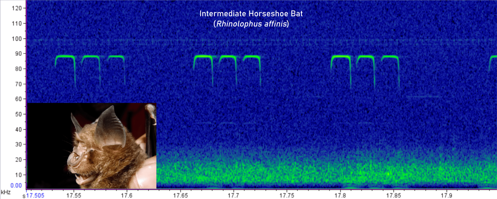 Automating bat detection for more efficient monitoring and data collection