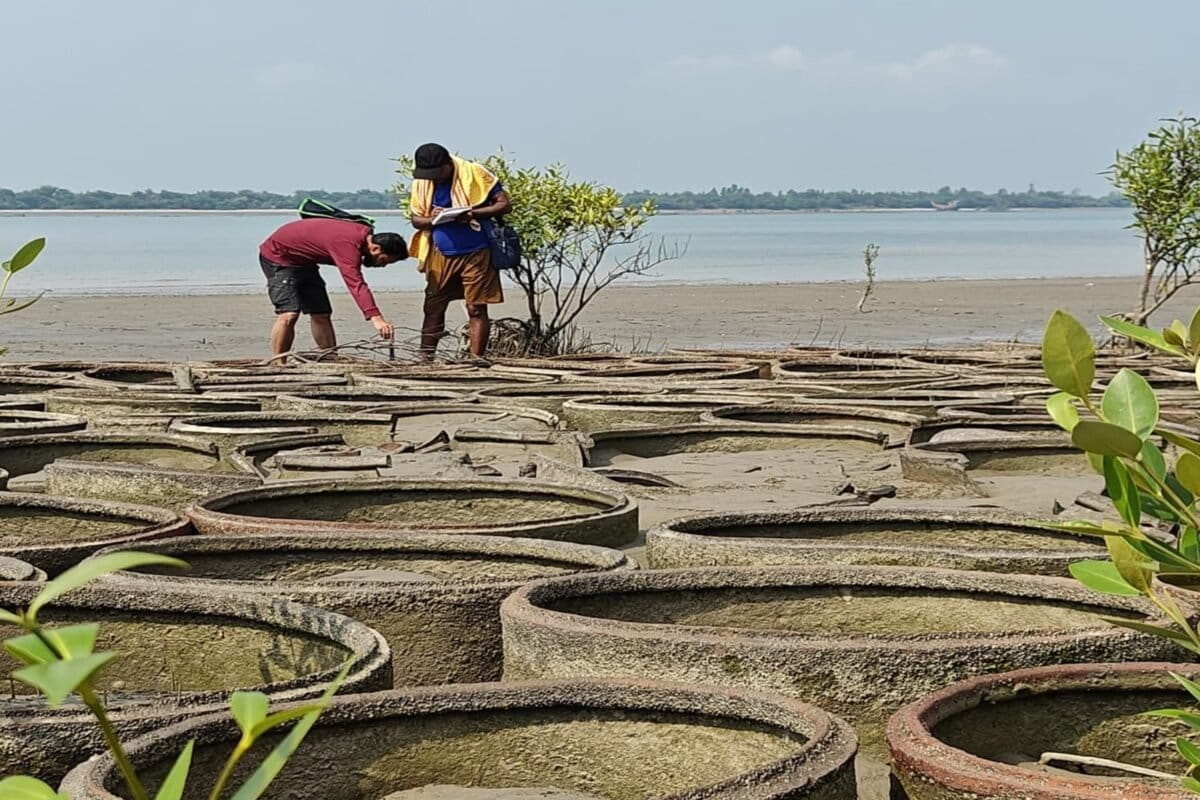 One ring to save them all: terracotta rings for mangrove regeneration