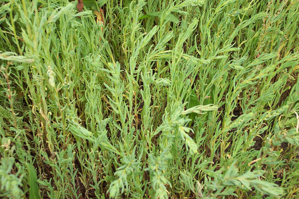 One ring to save them all: terracotta rings for mangrove regeneration