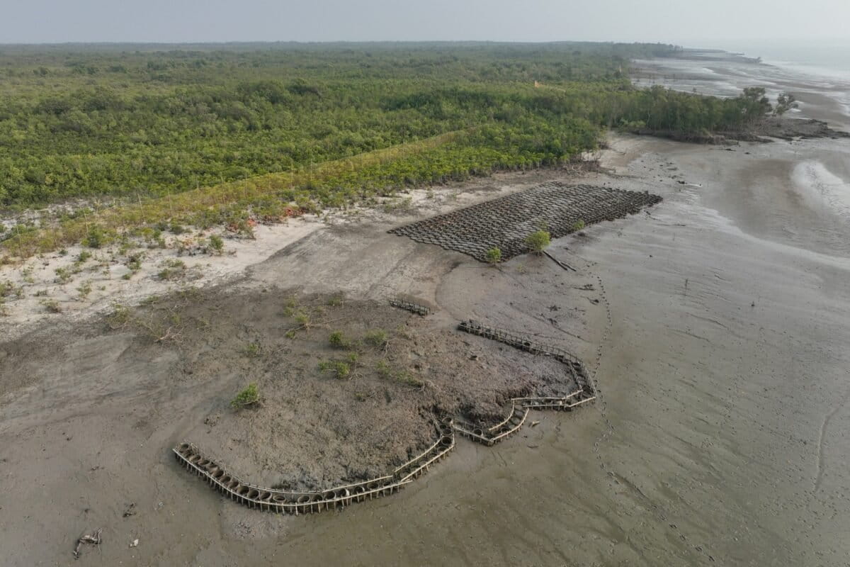 One ring to save them all: terracotta rings for mangrove regeneration