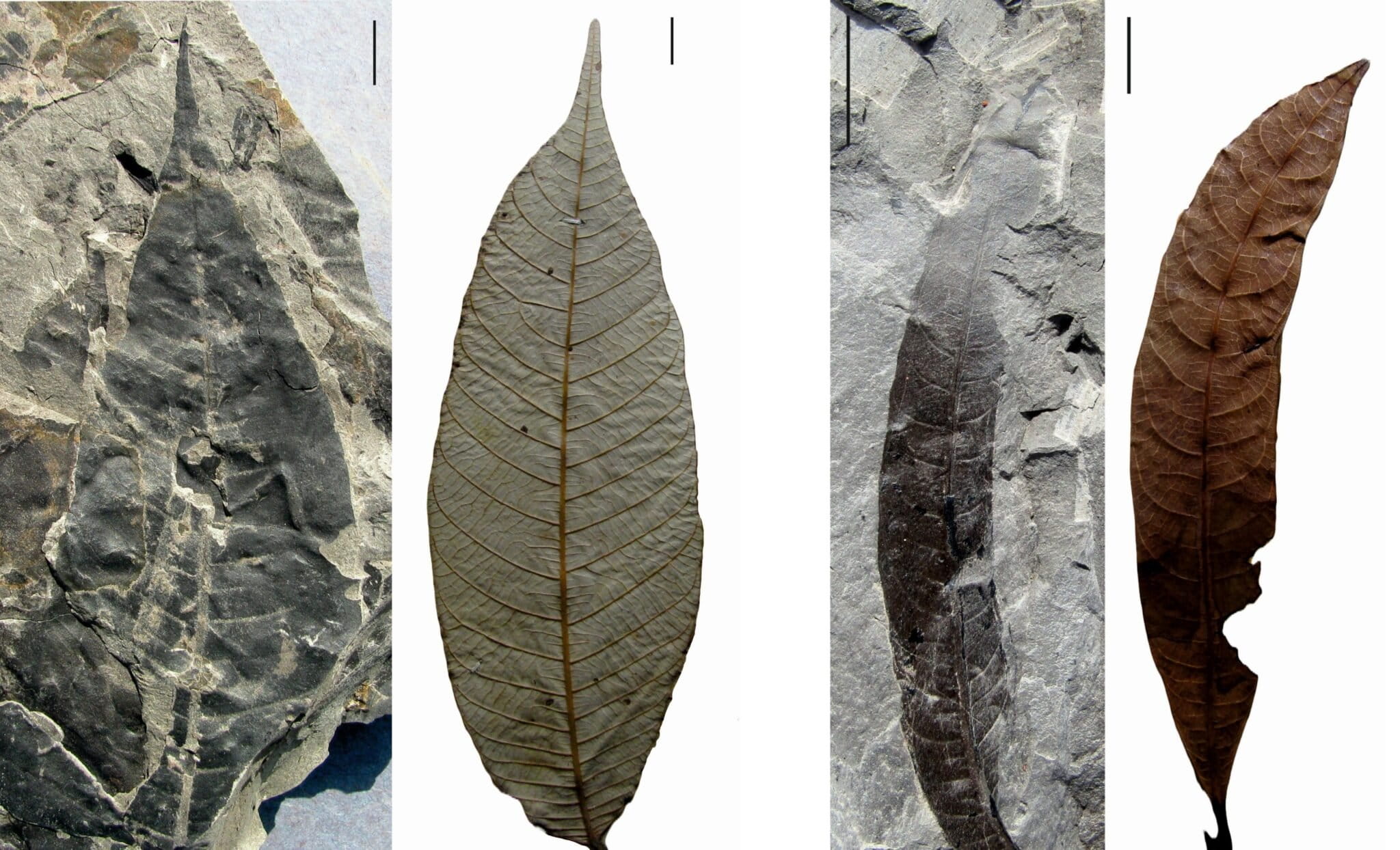 Fossil study takes a leaf out of climate history to predict ecological ...