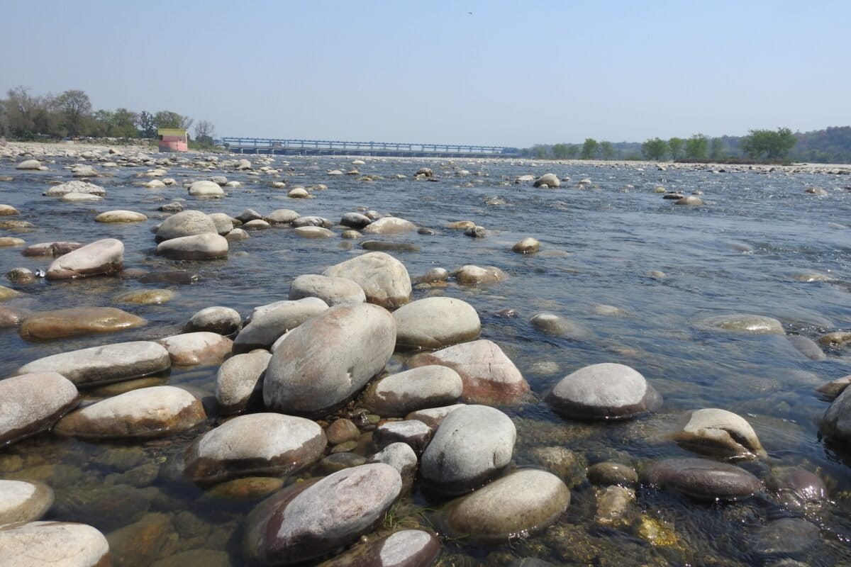 Newly described catfish species spotlight Himalayan river biodiversity