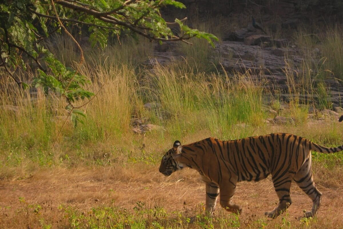 A tireless voice for tigers and nature conservation [Obituary]