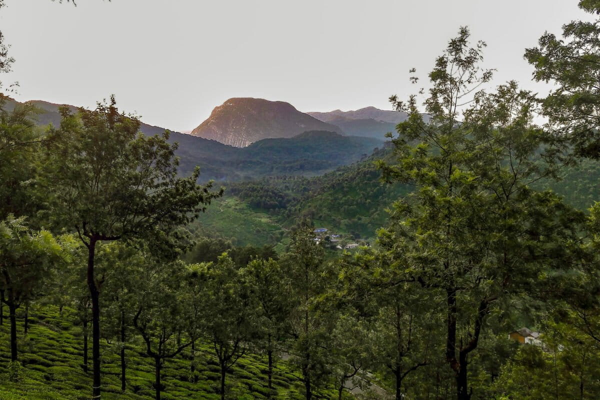 How trees outside forests impact human well-being