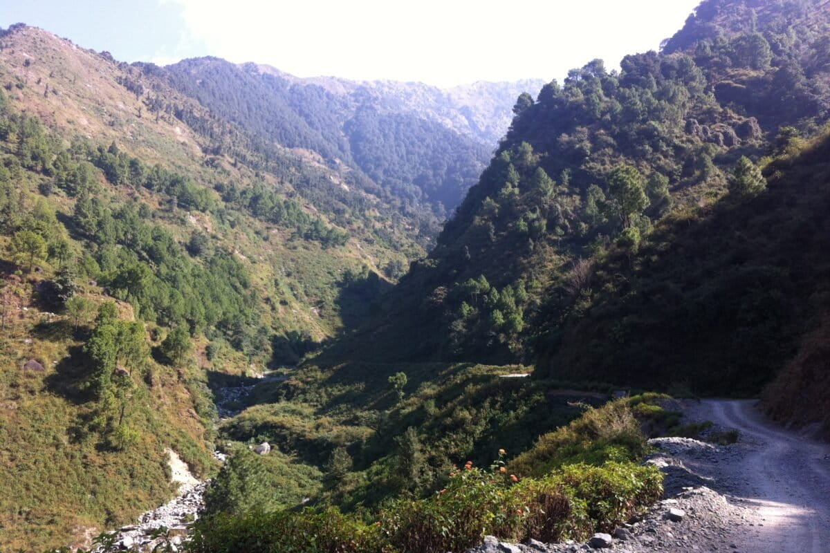 Studies question effectiveness of forest plantations