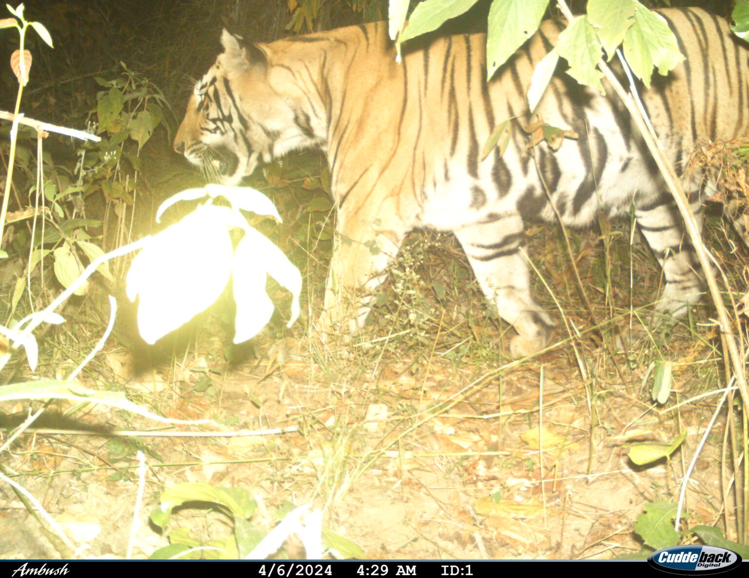 Making way for tigers, moving human settlements