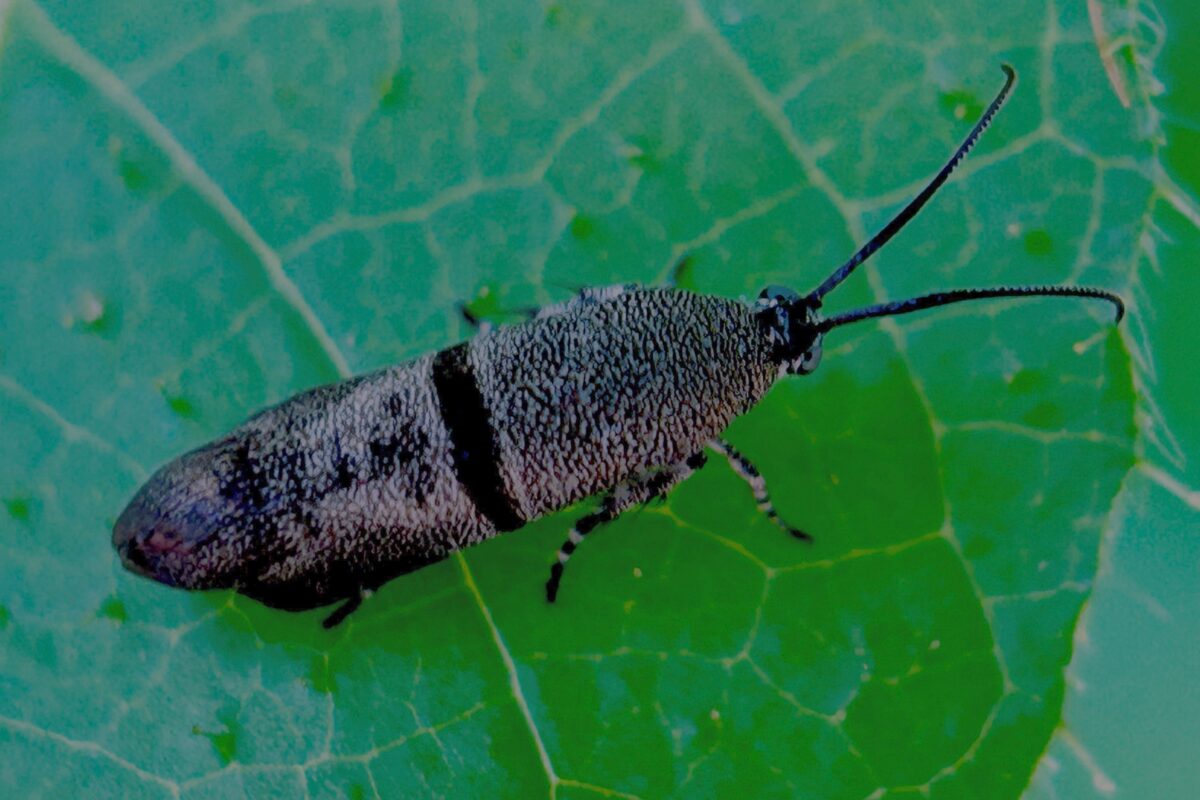 When a campus turns beacon for moths [Commentary]