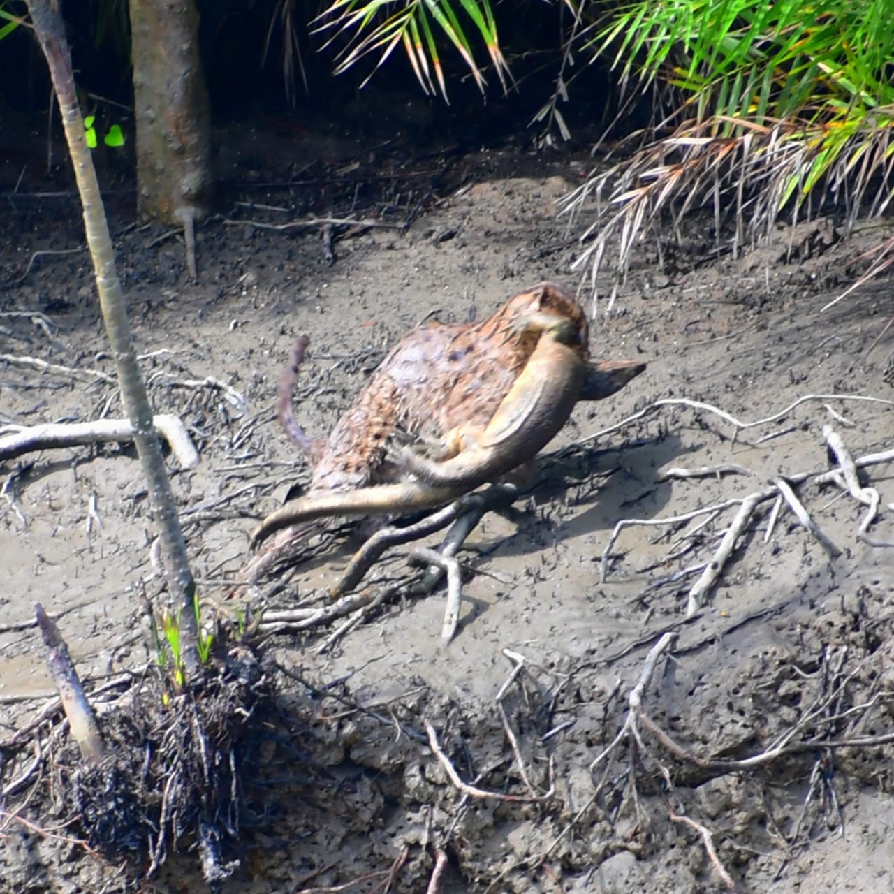 Rare natural history moment of a fishing cat captured on camera