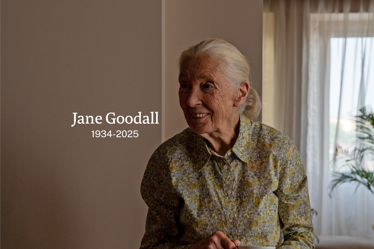 Primatologist Jane Goodall dies at 91 [Obituary]