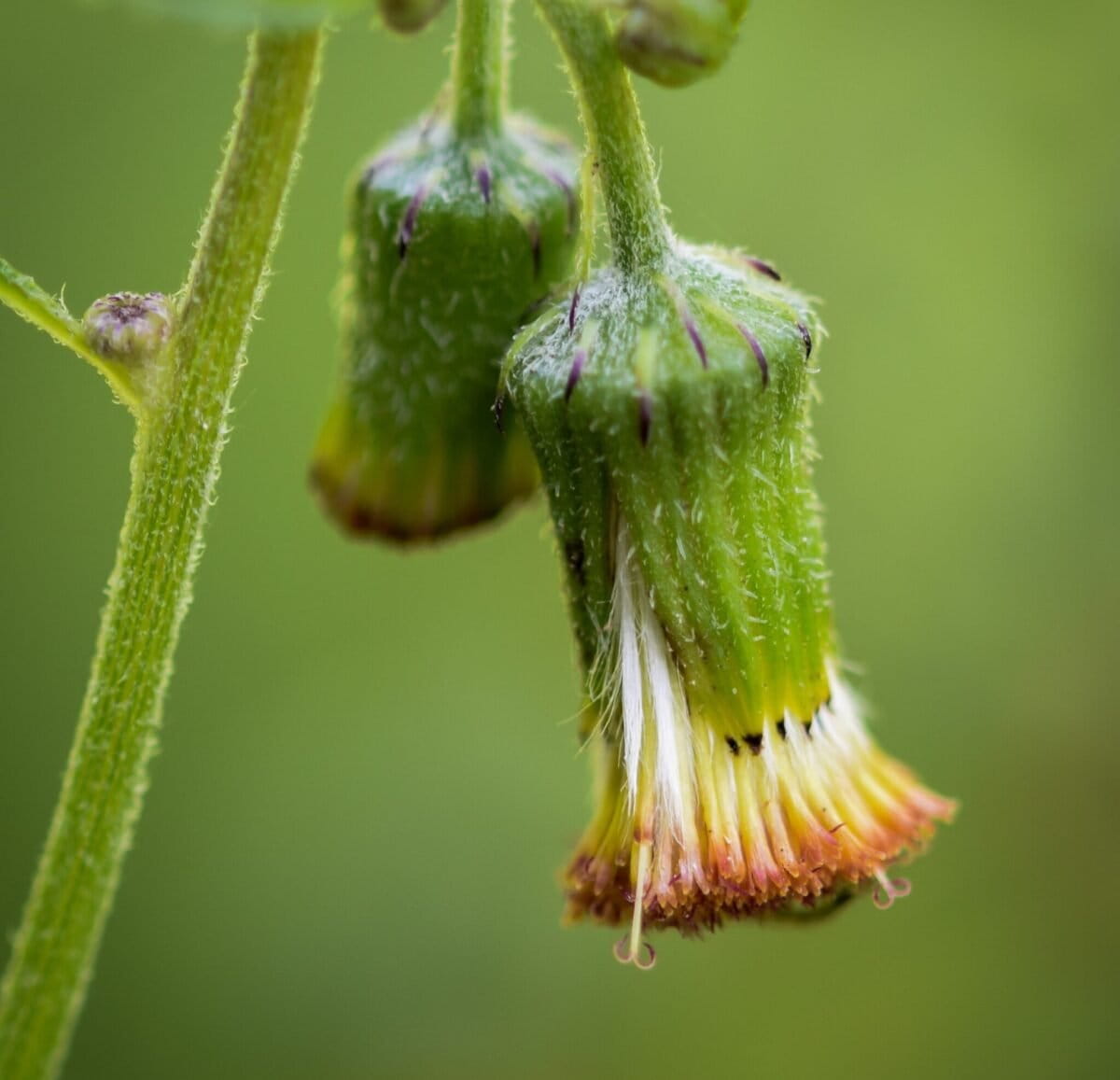 Achyut Kumar Banerjee on curating a database of invasive plants in ...