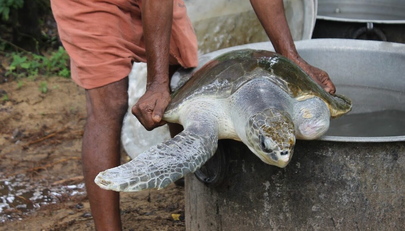Prioritise turtle conservation over tourism say experts after budget ...