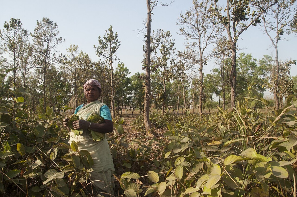 Three states to pilot community-led forest management