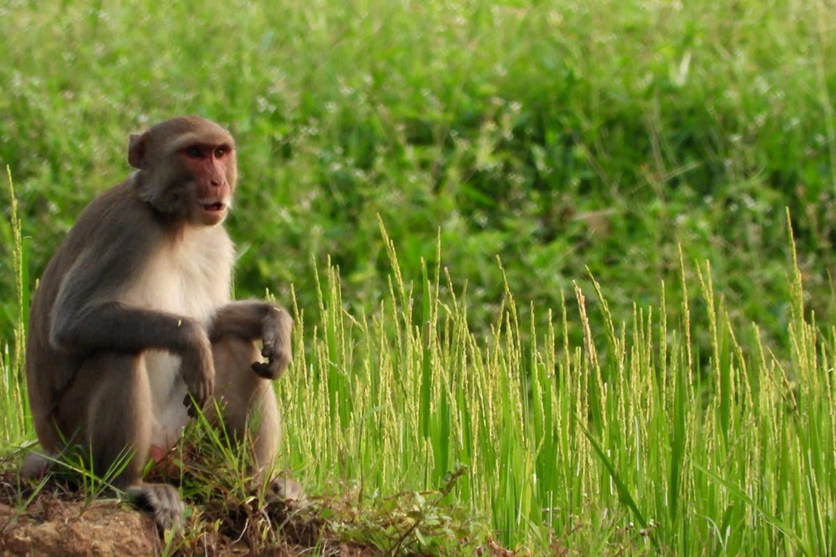 [वीडियो] छत्तीसगढ़ में बंदरों के आतंक से किसान परेशान, दलहन-तिलहन की ...
