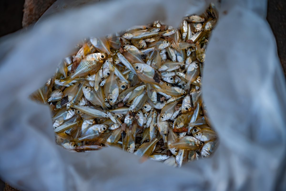 मछली पालन से पोषण को प्रोत्साहित करती ओडिशा की महिलाएं