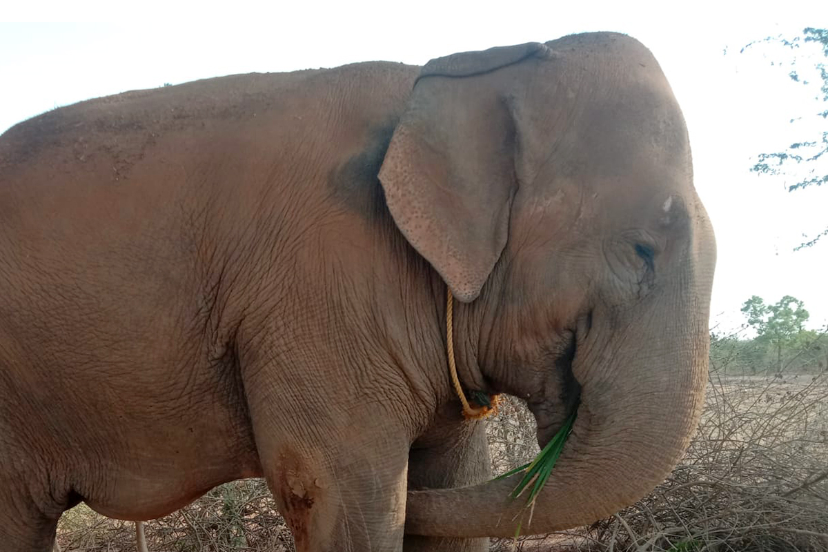 राजस्थान में तस्करों से बचाई हाथी की तबियत खराब
